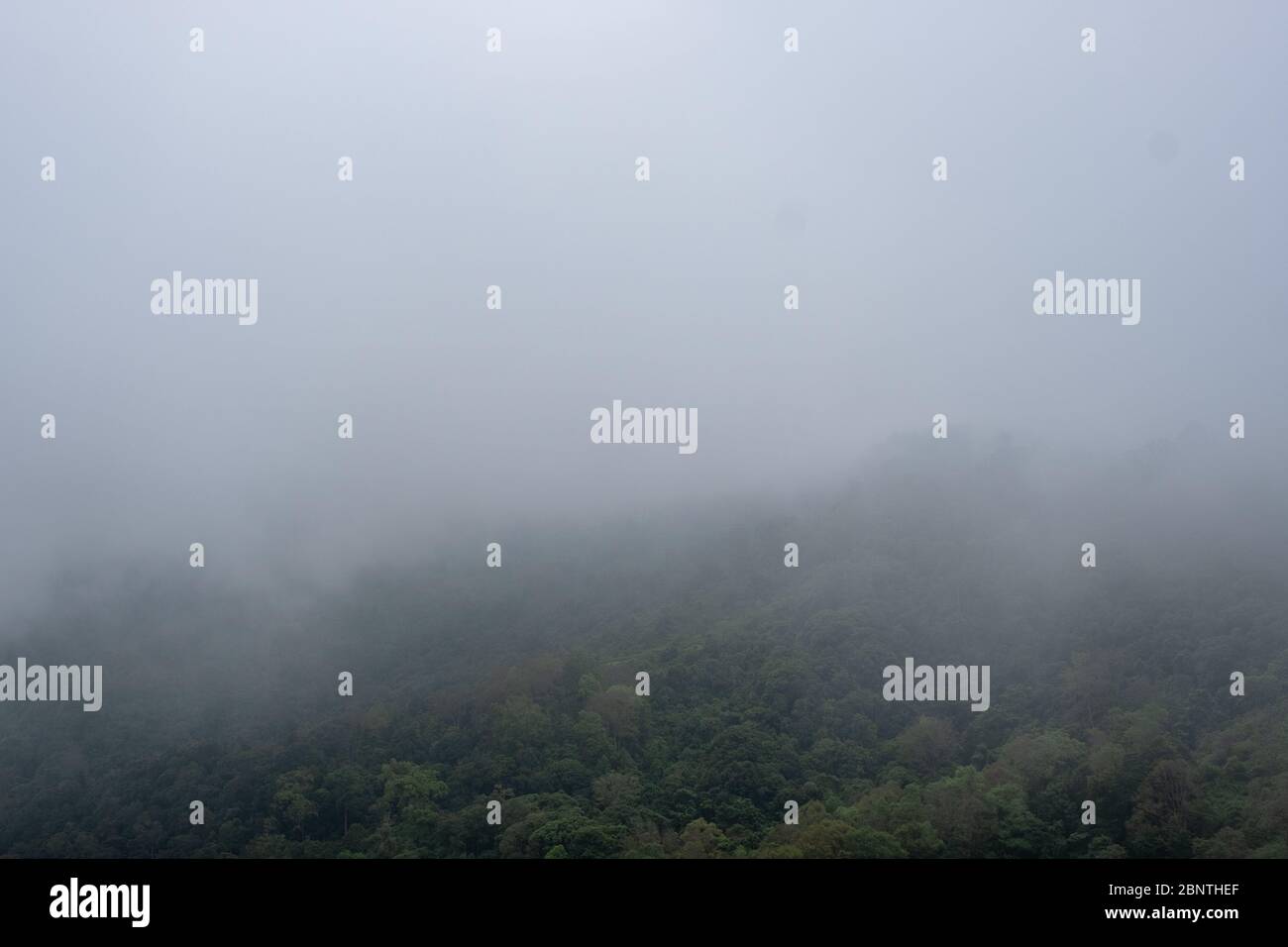 Landscape image of greenery rainforest and hills on foggy day Stock ...