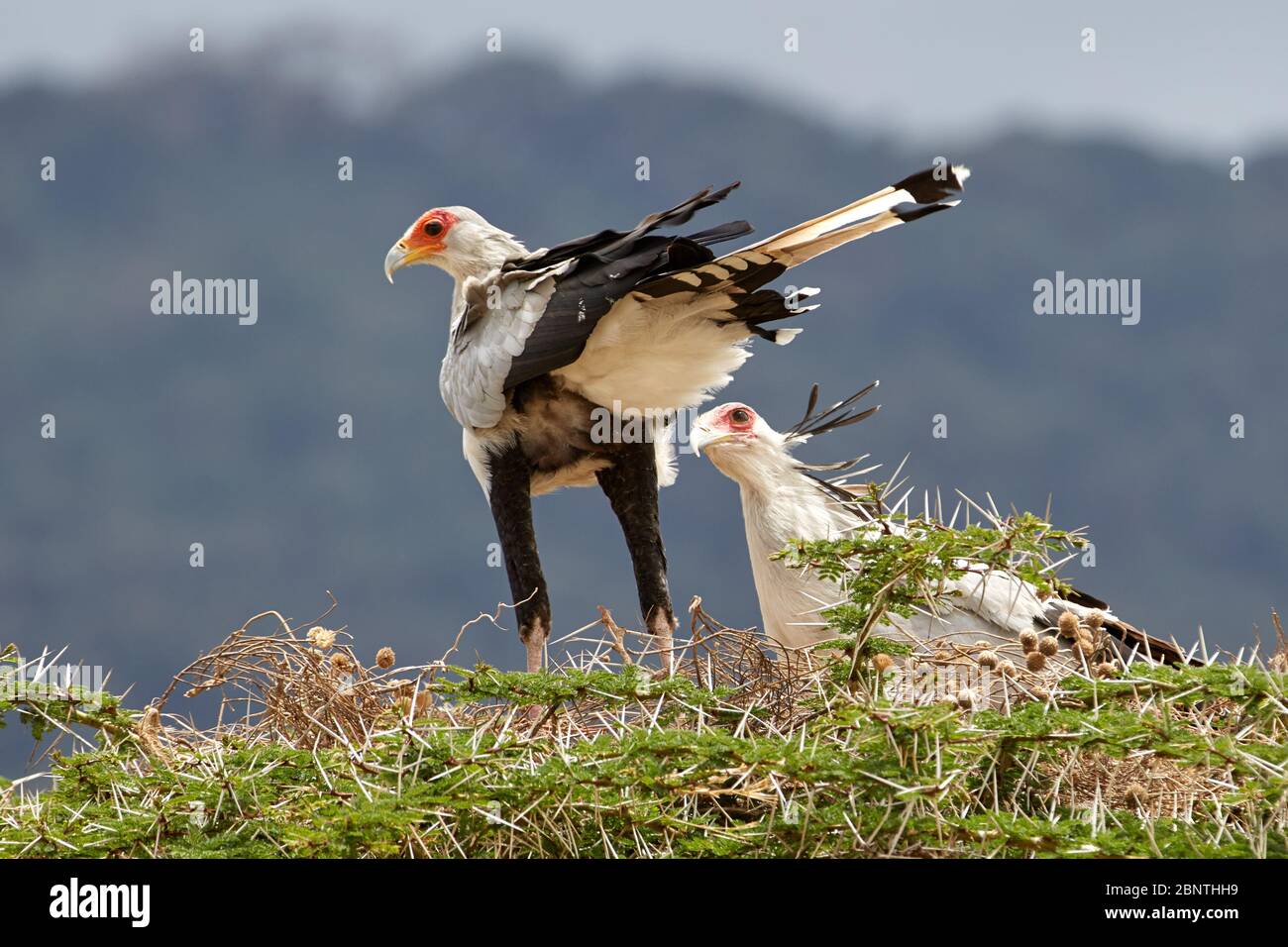 Secretary Birds High Resolution Stock Photography and Images - Alamy