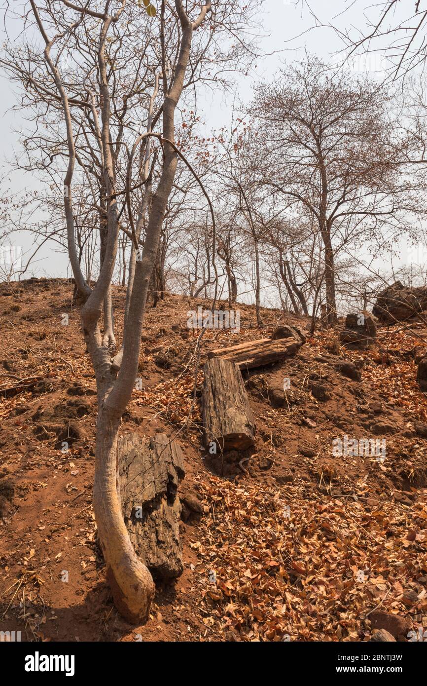 Chirundu fossil forest National Monument site, Zambia Stock Photo - Alamy