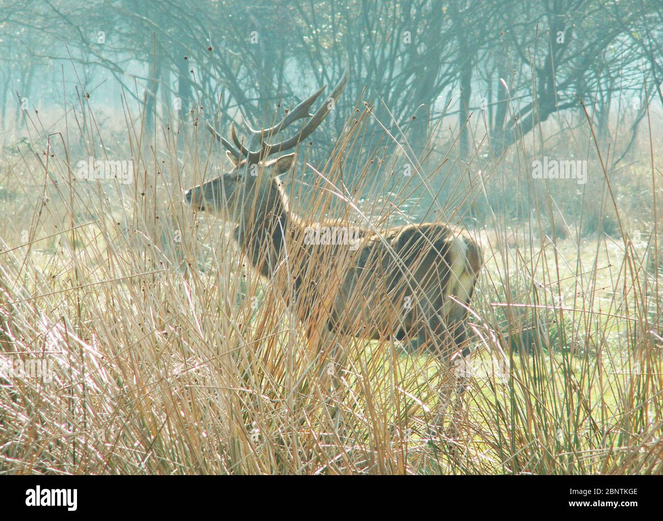 Autochthonous woodland hi-res stock photography and images - Alamy