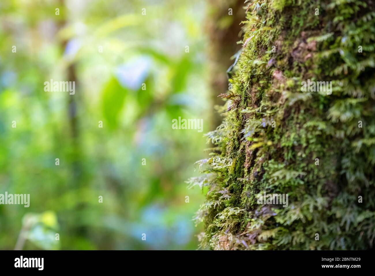 Closeup image of moss growing on the tree in rainforest woods Stock ...