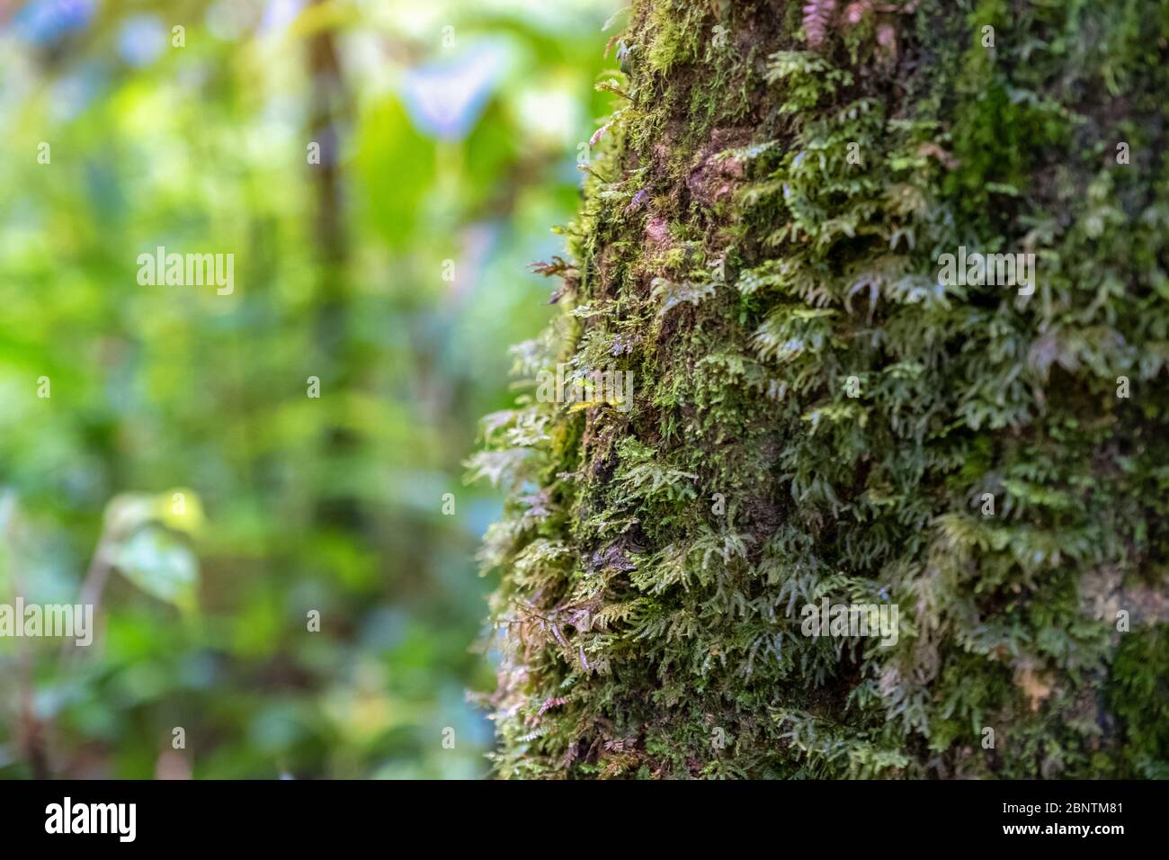 Closeup image of moss growing on the tree in rainforest woods Stock ...