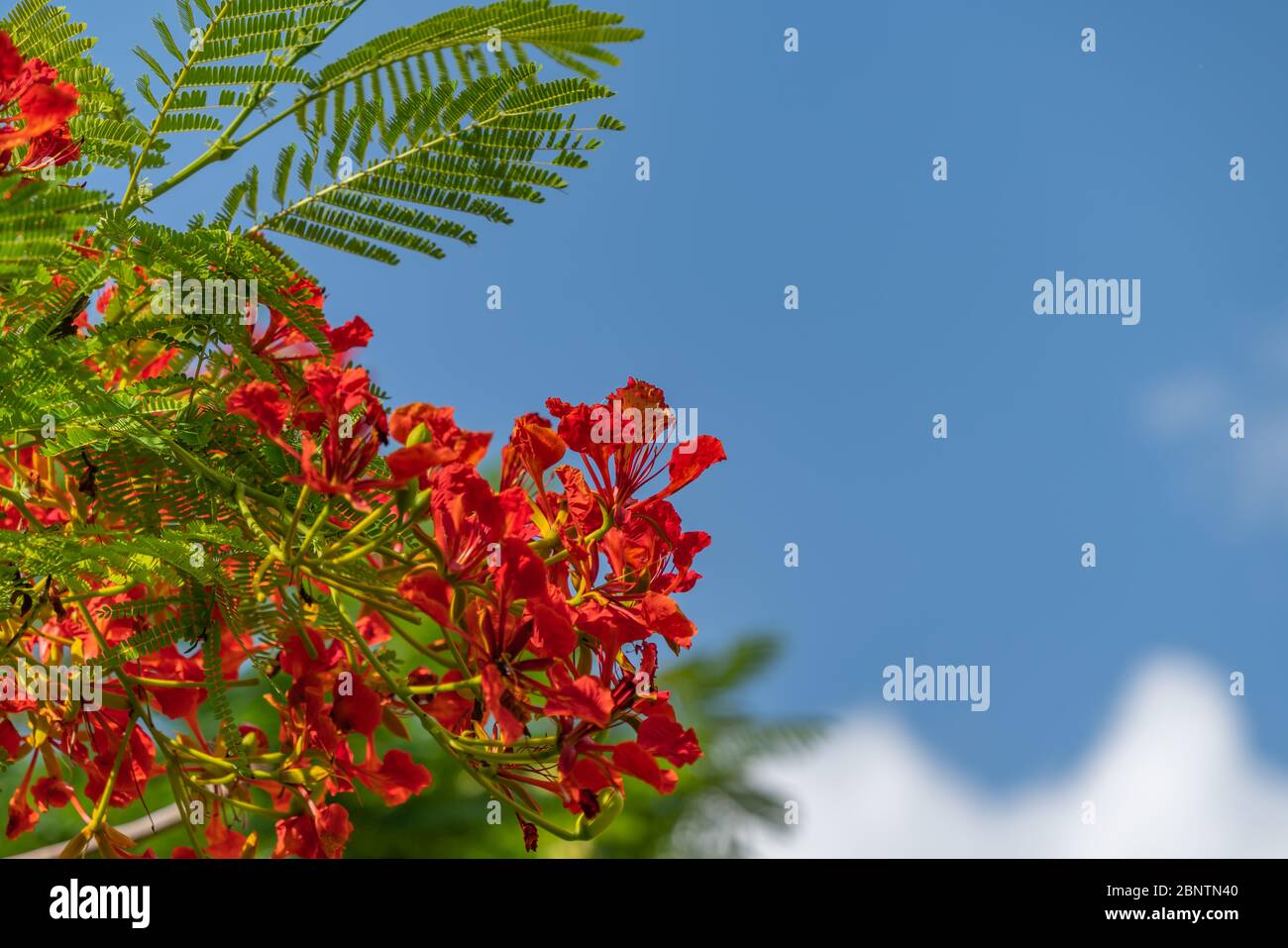 Flamboyan Tree High Resolution Stock Photography and Images - Alamy