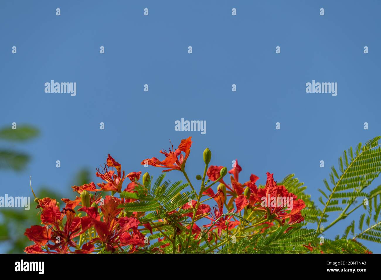 Red flamboyan hi-res stock photography and images - Alamy