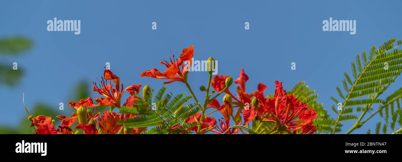 Peacock flowers or flame tree with blue sky , copy space for text Stock ...