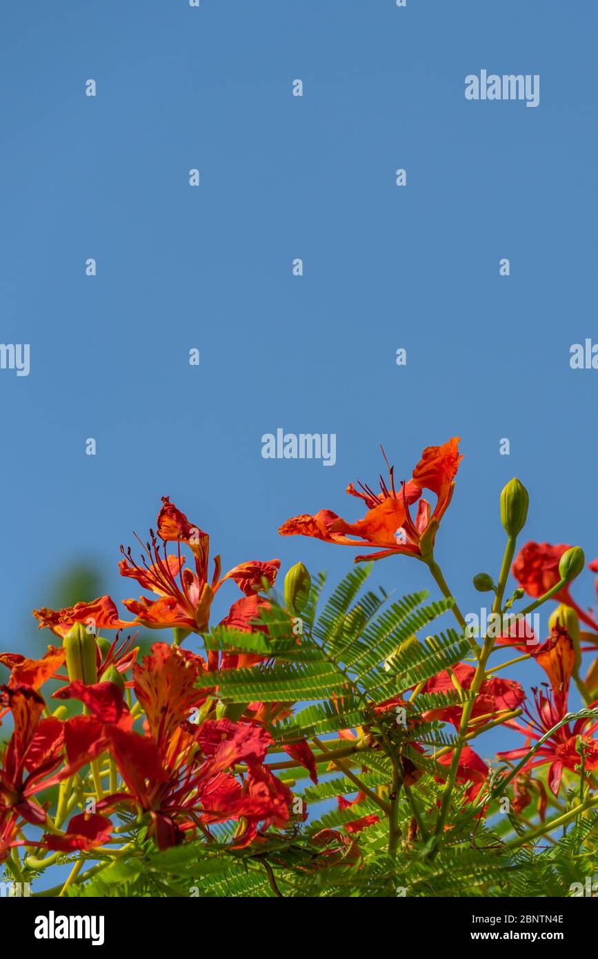 Red flamboyan hi-res stock photography and images - Alamy