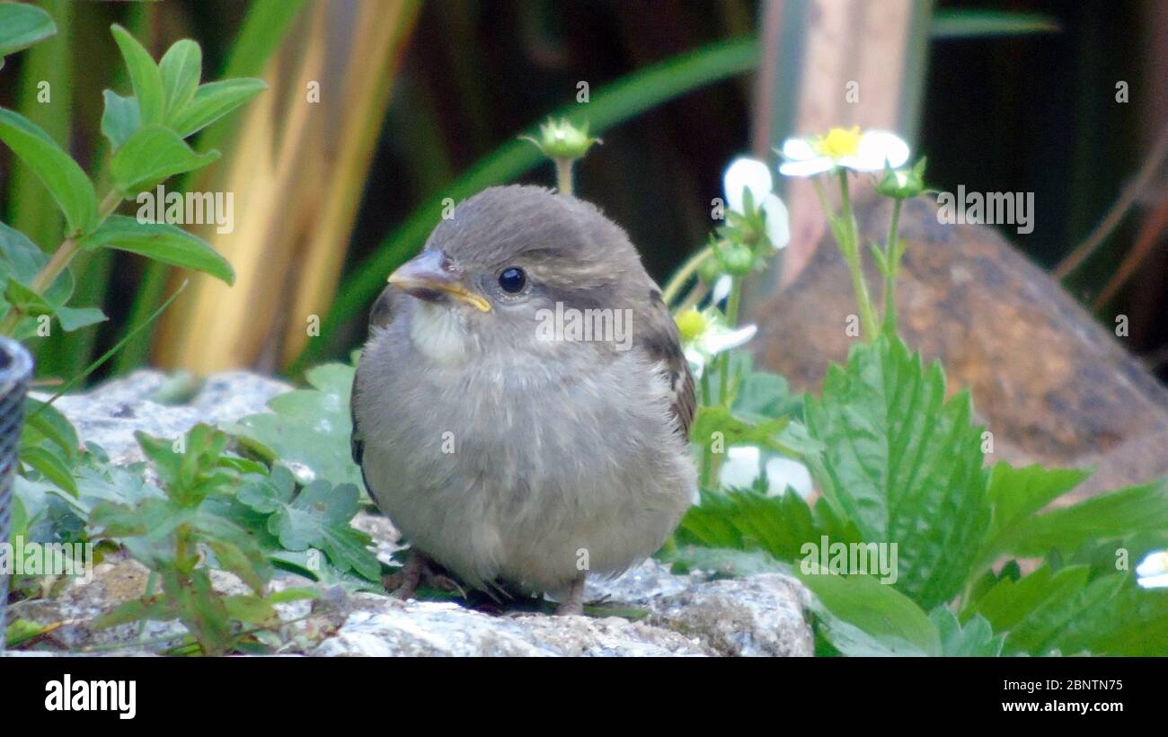 Baby House Sparrow fledgling, Passer domesticus, uk bird Stock Photo ...