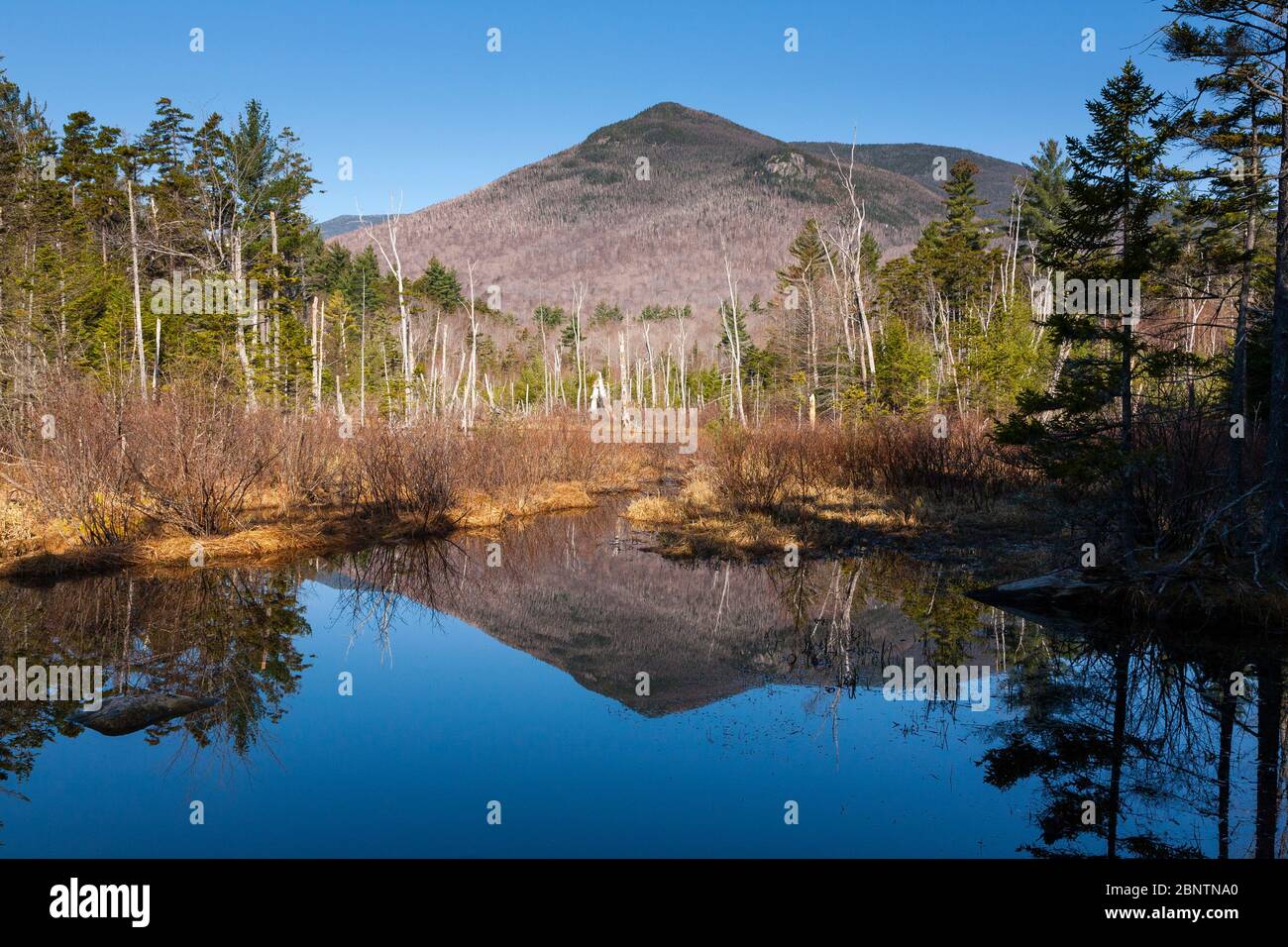 Pemigewasset Wilderness - Wetlands area along the Franconia Brook Trail ...