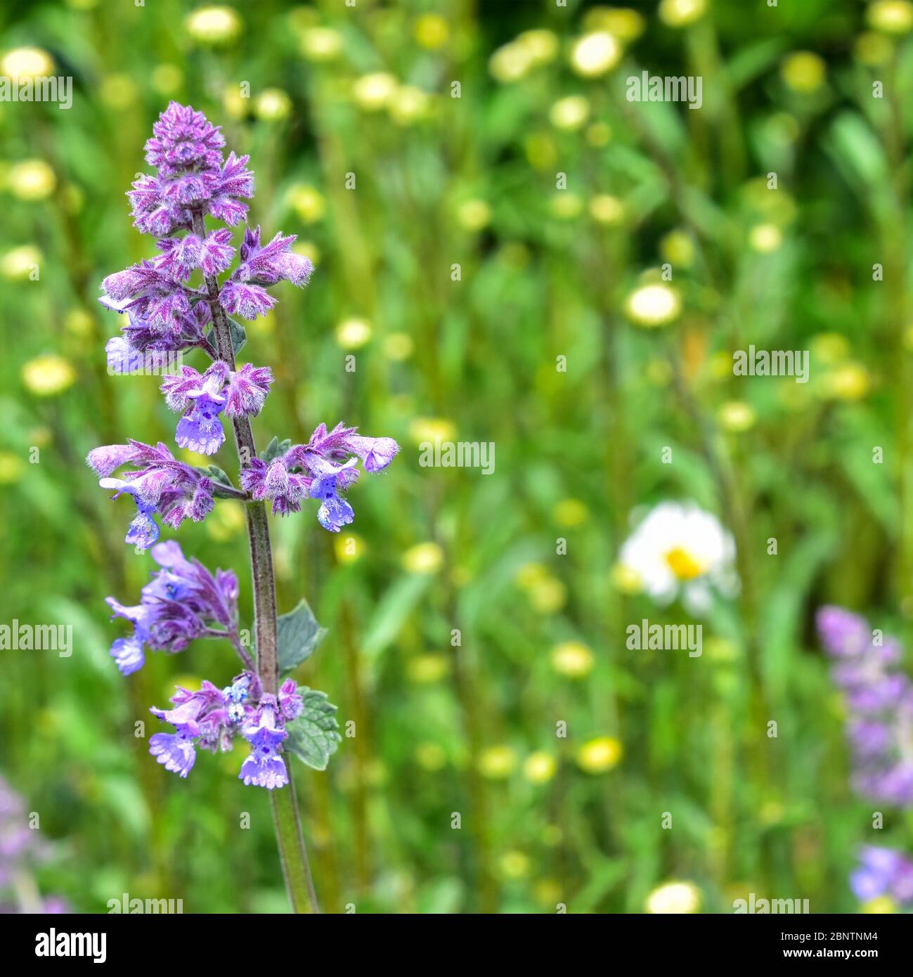 Catmint, Catnip, Nepeta Stock Photo - Alamy