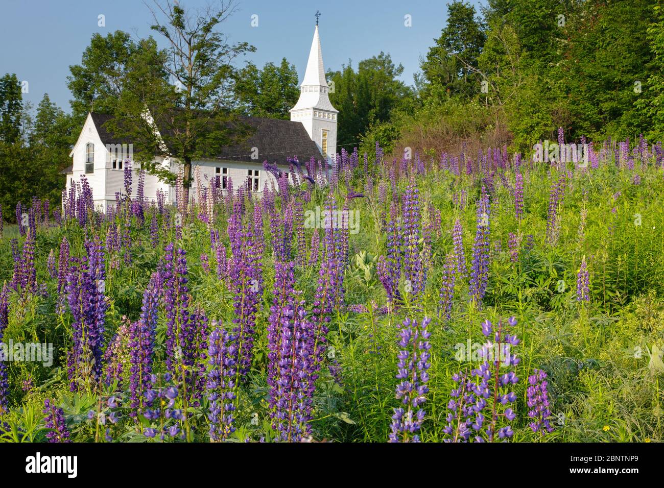 Lupine Festival (an annual event) in Sugar Hill, New Hampshire USA. St ...