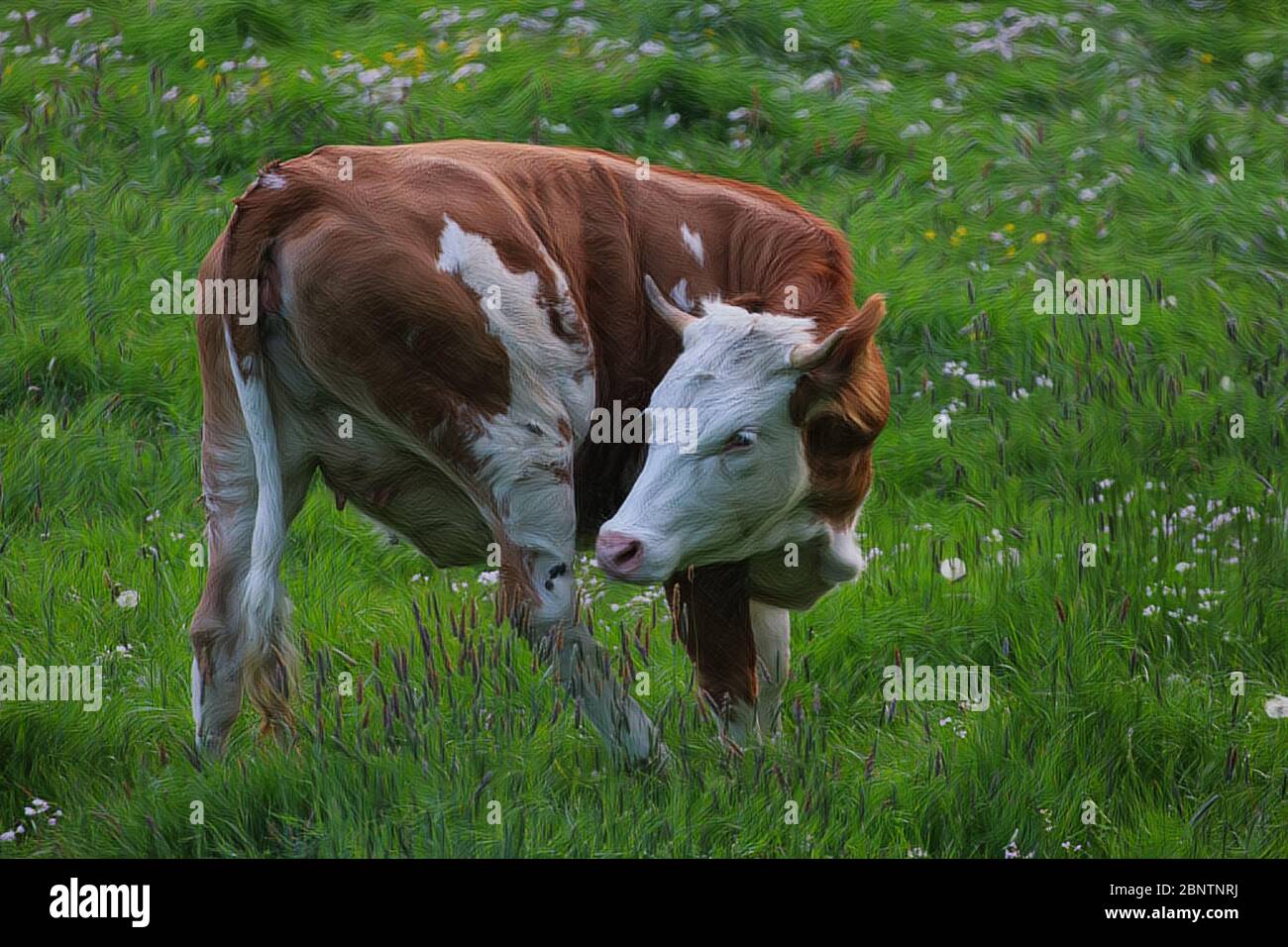 Artwork - A beautiful cow grazing in the pasture Stock Photo - Alamy