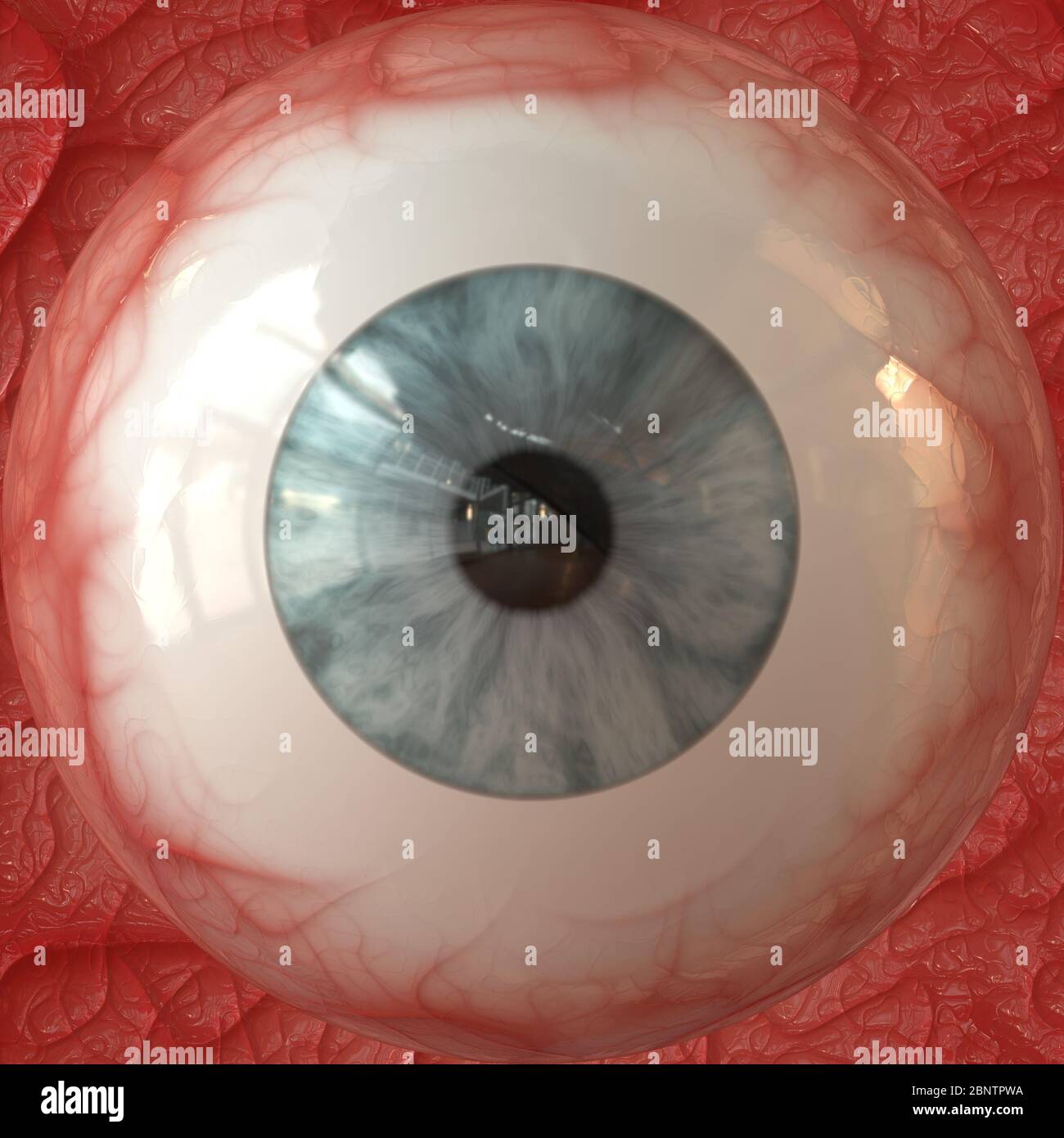 eye iris pupil Stock Photo - Alamy