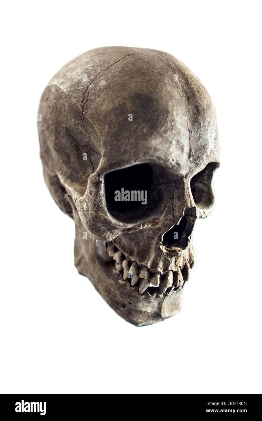 Skull rib cage Cut Out Stock Images & Pictures - Alamy