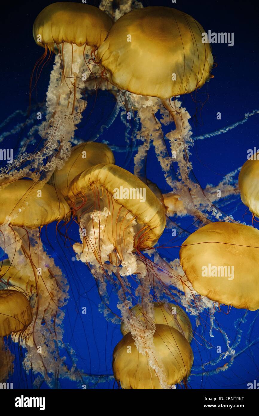 Yellow jellyfish in a water tank Stock Photo - Alamy