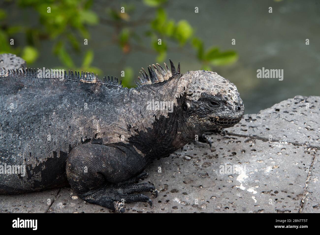Iguana marina de galápagos hi-res stock photography and images - Alamy