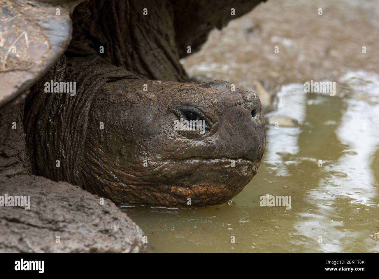 Galápagos tortoise bathing in a pool in the El Chato Reserve on Santa ...