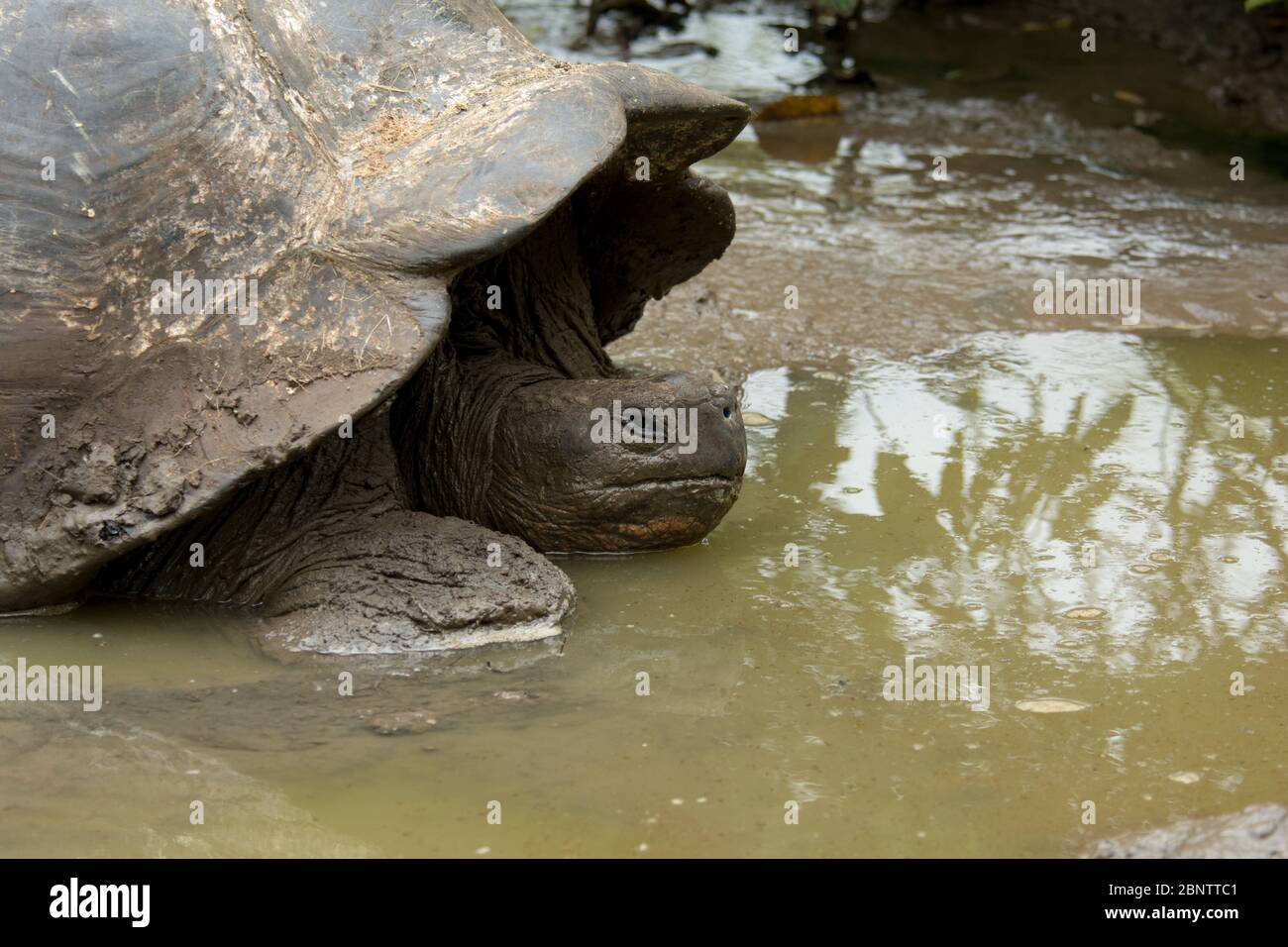 Galápagos tortoise bathing in a pool in the El Chato Reserve on Santa ...