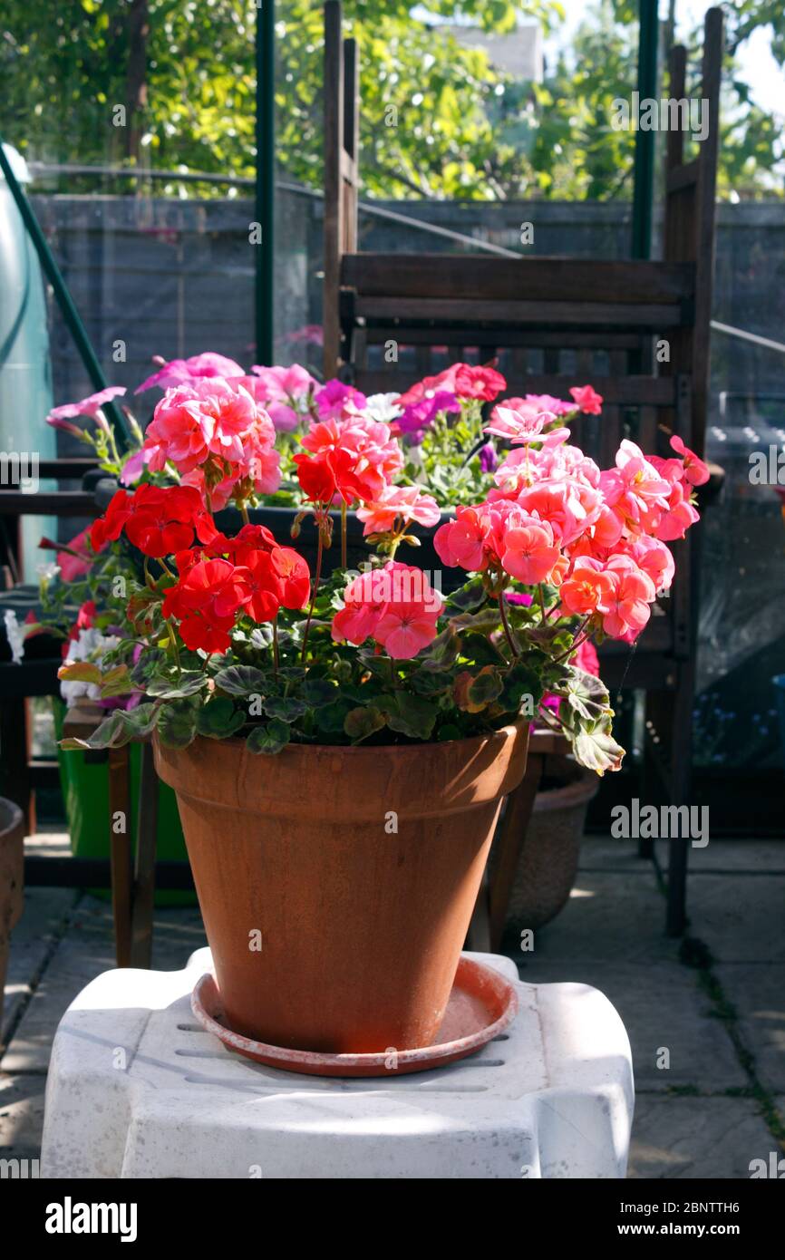 Zonal pelargonium hi-res stock photography and images - Alamy