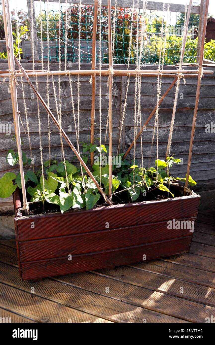 RUNNER BEANS. SCARLET EMPEROR CONTAINER GROWN Stock Photo - Alamy