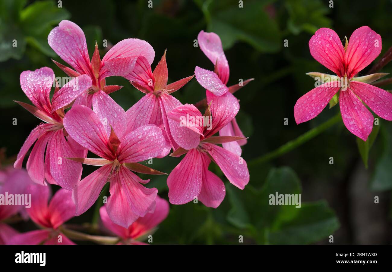 Flowers of Parisium geranium Stock Photo - Alamy