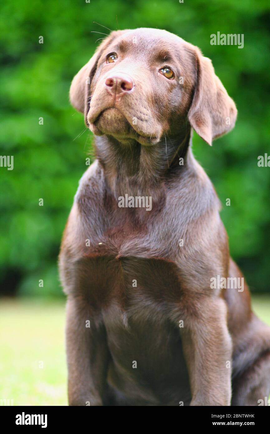 Chocolate Brown Labrador Retriever Puppy Stock Photo - Alamy