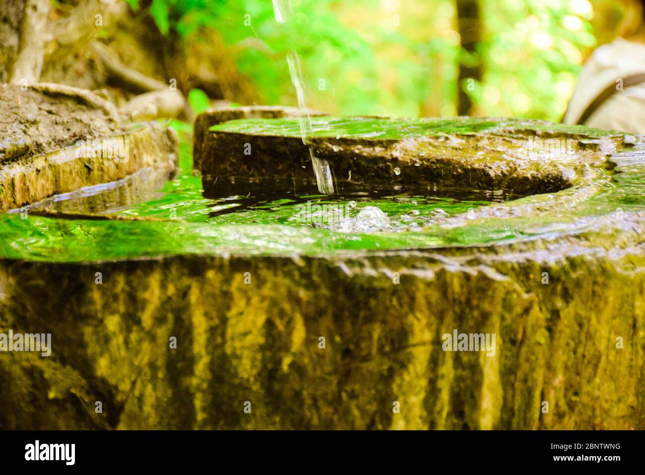 Spring in the forrest hi-res stock photography and images - Alamy