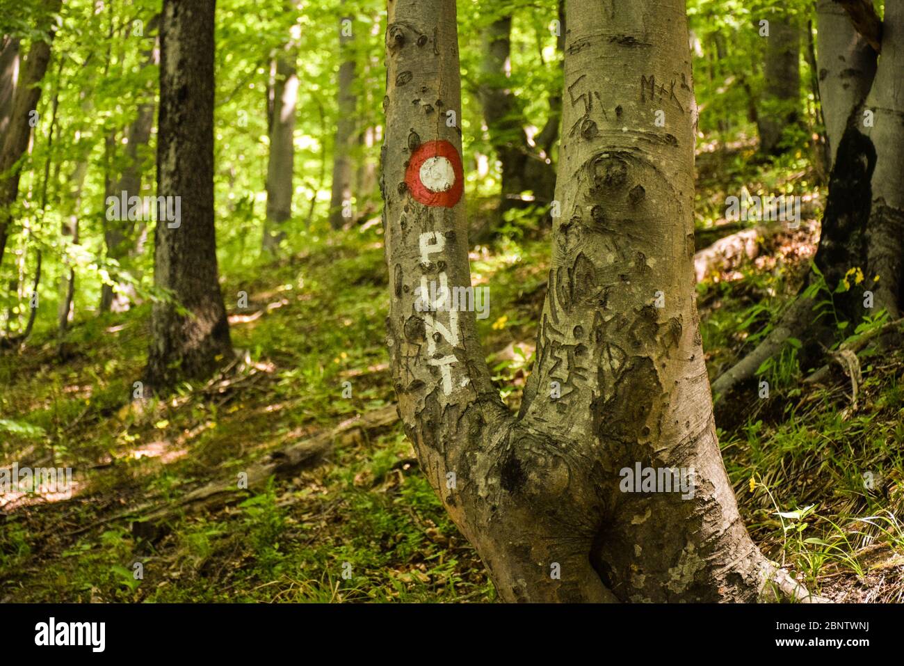 Marking on a tree Stock Photo - Alamy