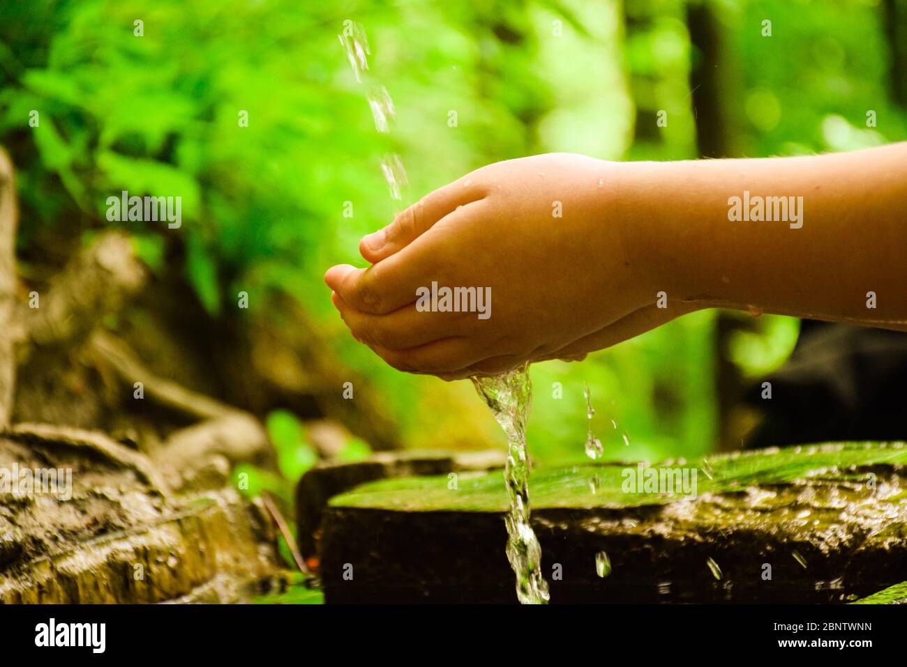 Water spring in the forrest Stock Photo - Alamy