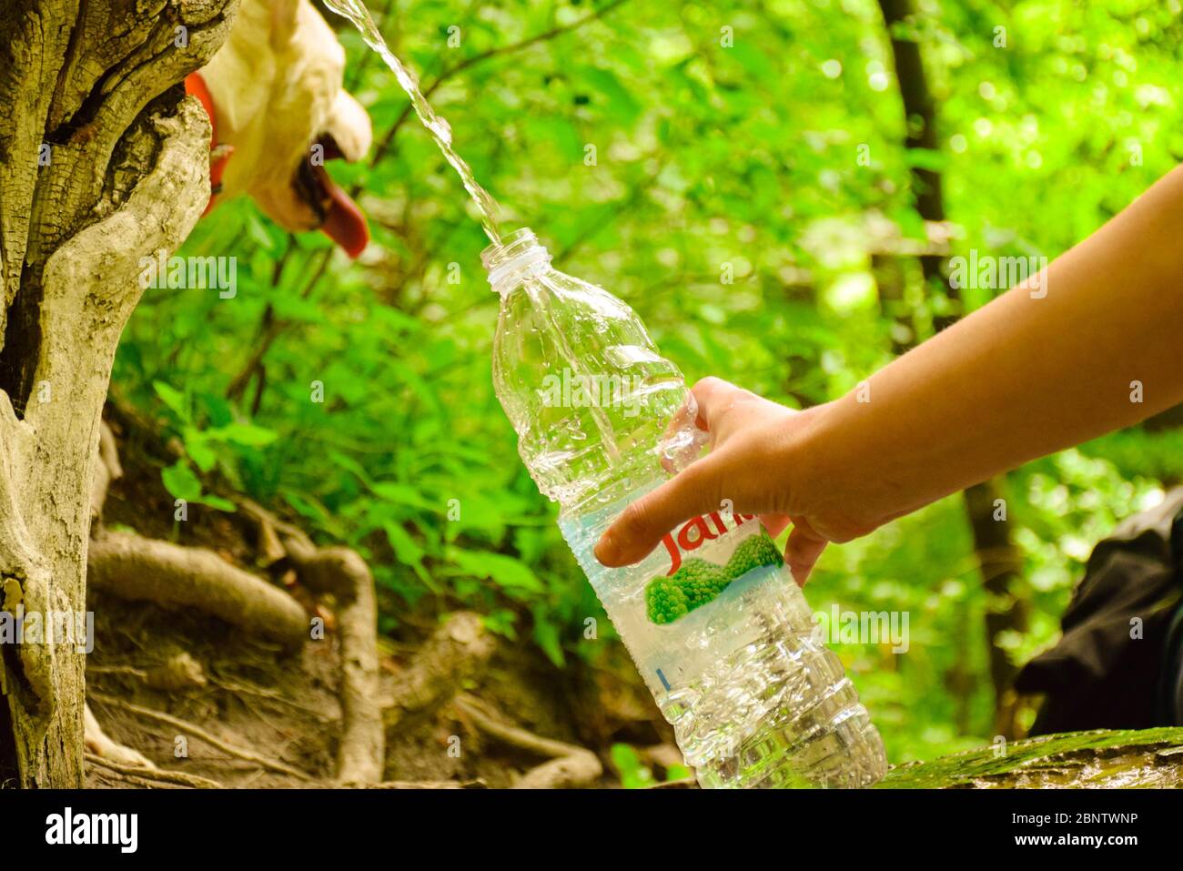Spring in the forrest hi-res stock photography and images - Alamy