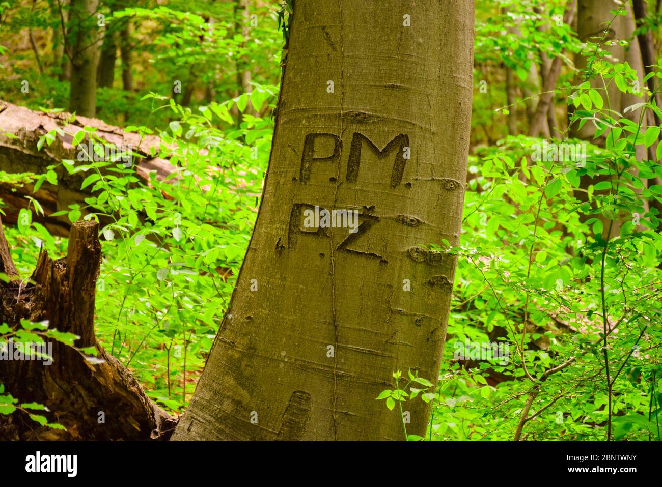 Initials carved on tree hi-res stock photography and images - Alamy