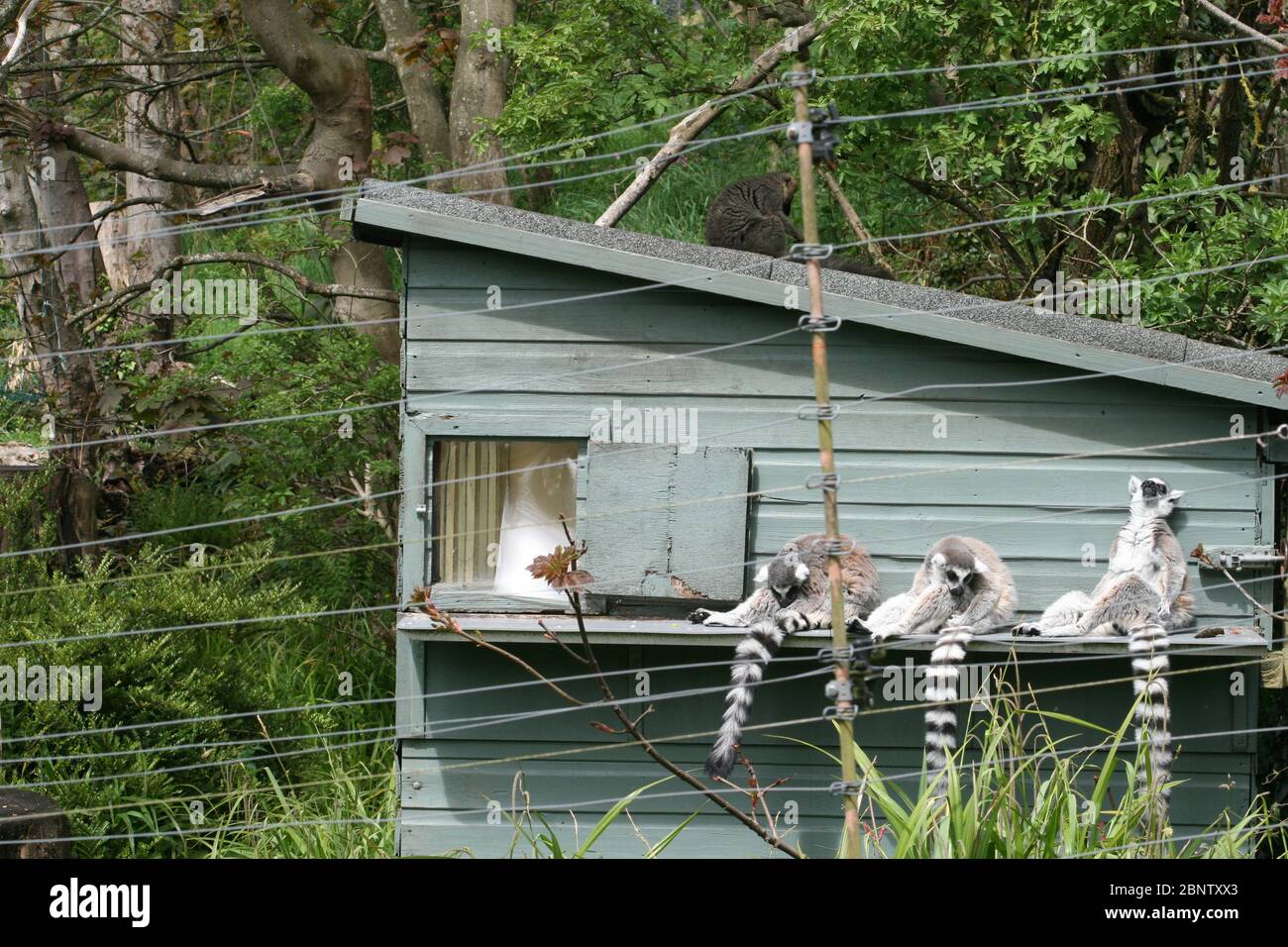 Ring-tailed lemurs (Lemur catta) relaxing on a shed in their enclosure ...