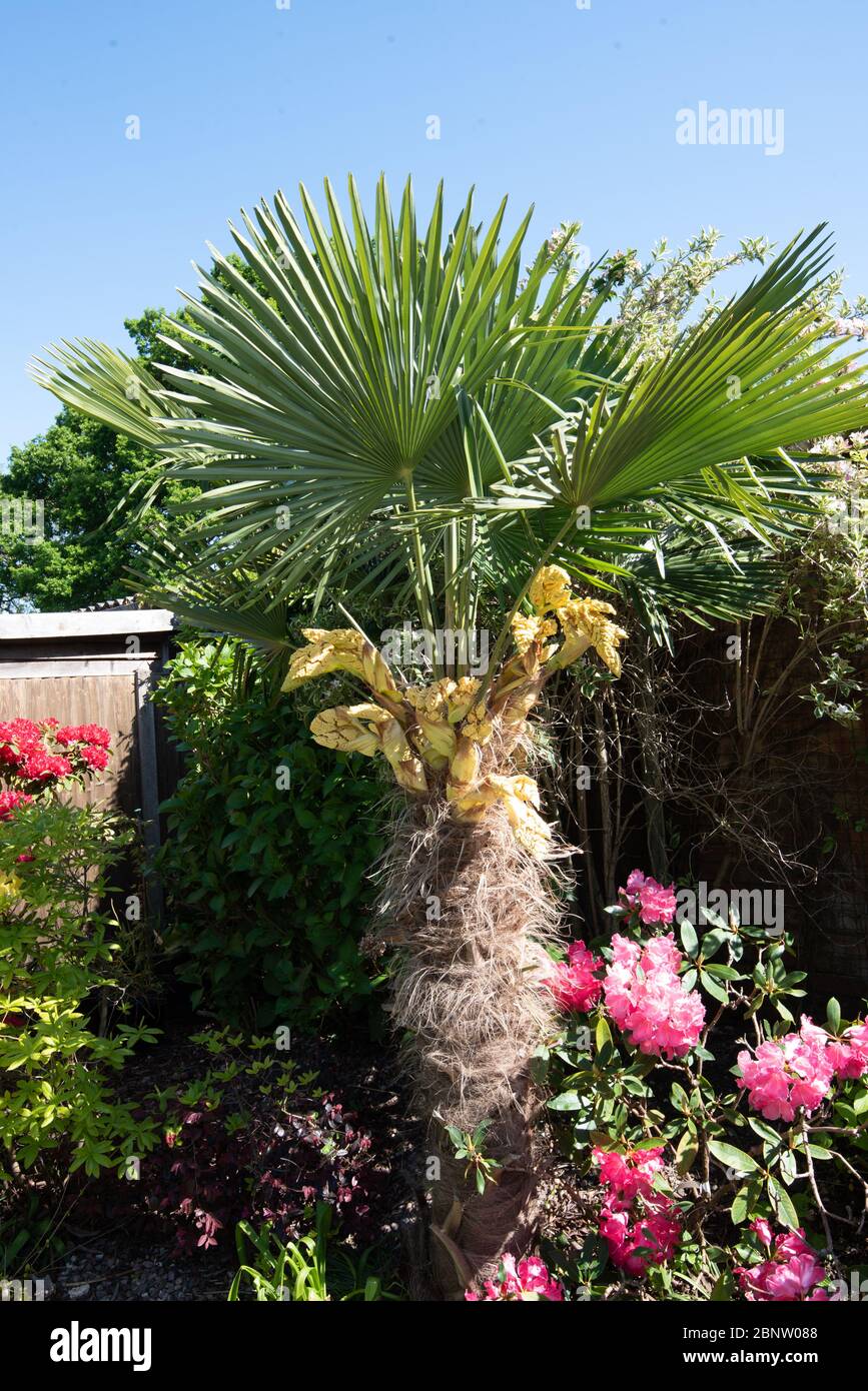 Flower panicles on a hardy fan palm : Trachycarpus Fortunei - Chusan ...