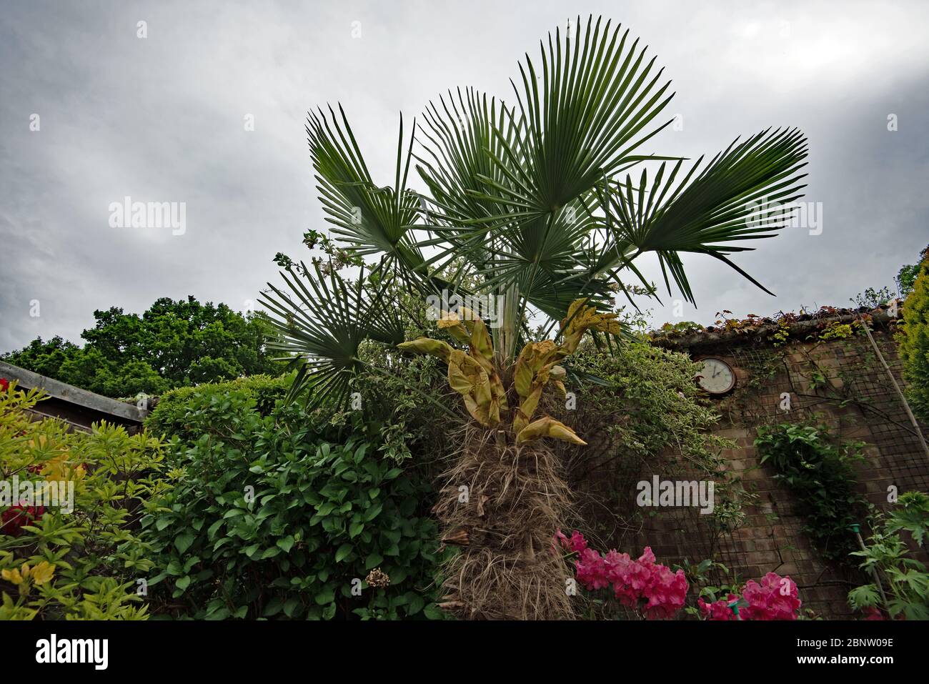Hardy self sown plants hi-res stock photography and images - Alamy