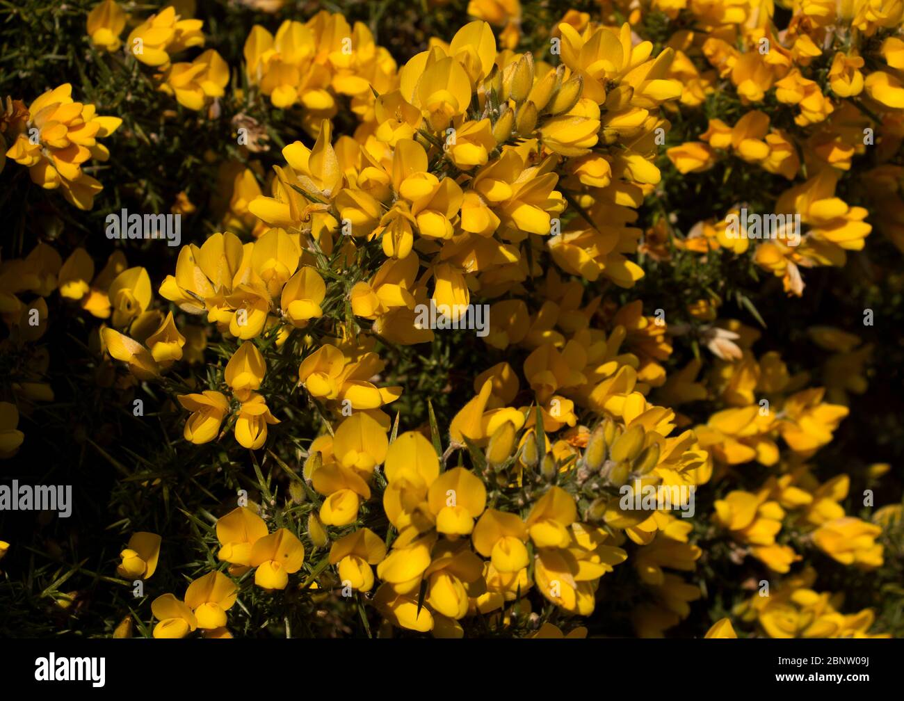 Gorse is a hardy prickly scrub bush that is one of the first plants to ...