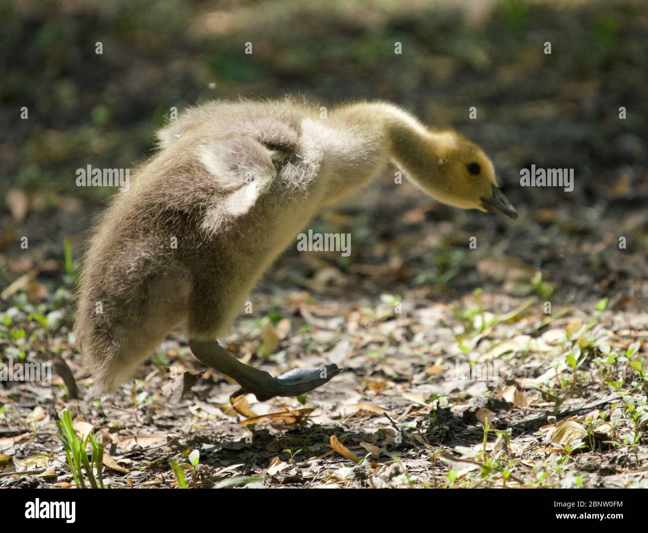 Duckling with injured leg hi-res stock photography and images - Alamy
