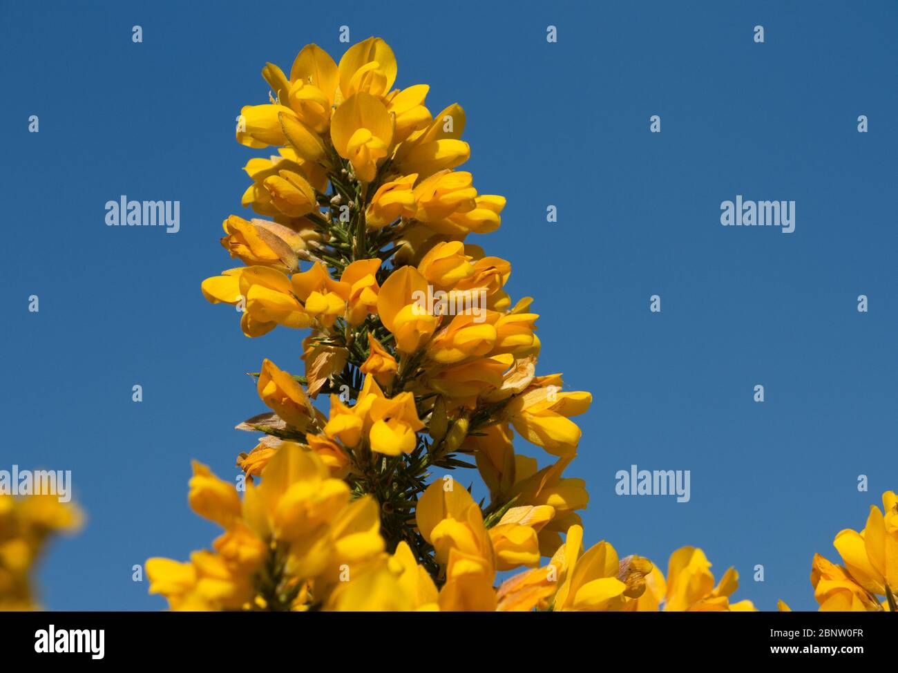 Gorse is a hardy prickly scrub bush that is one of the first plants to ...