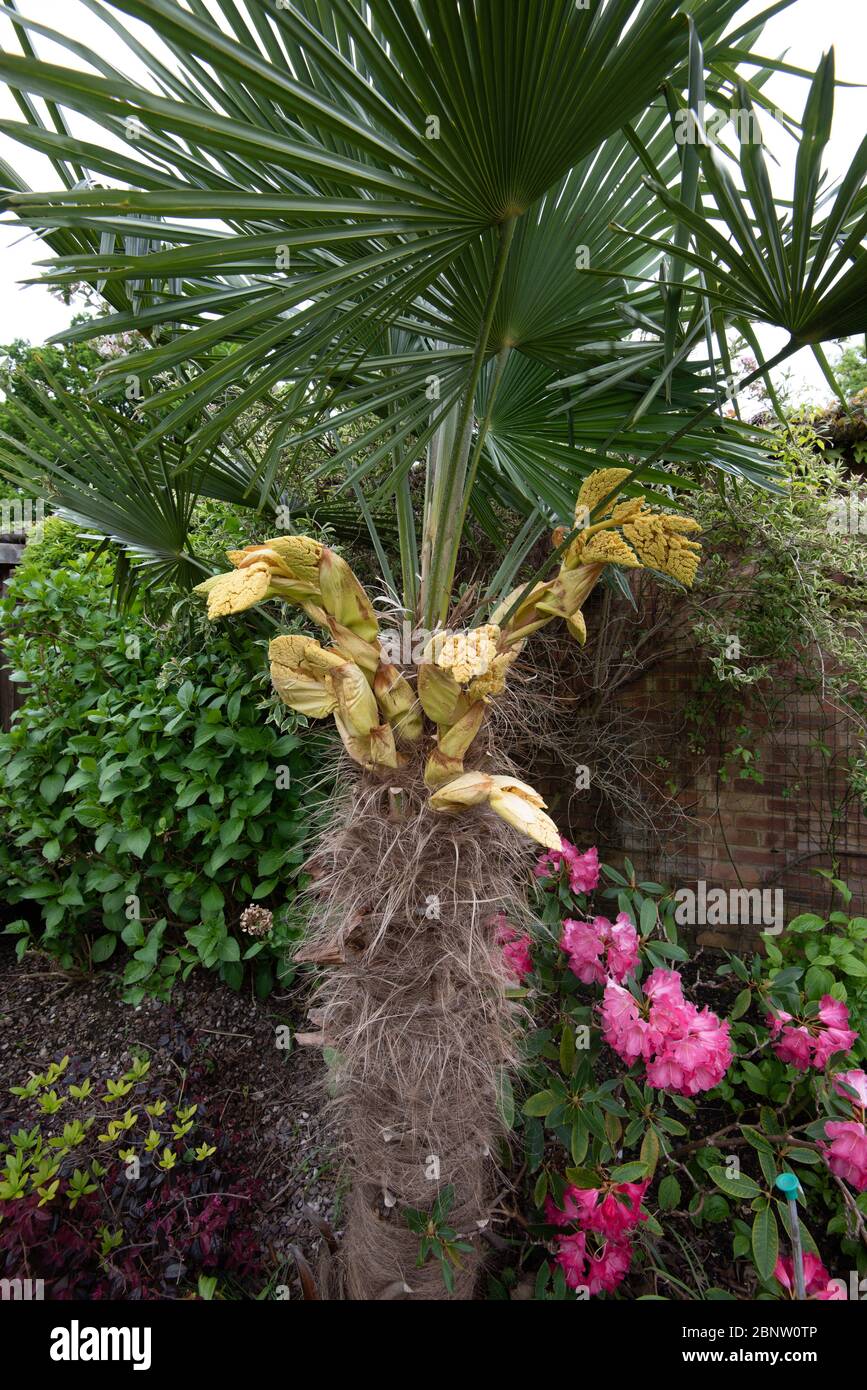 Flower panicles on a hardy fan palm : Trachycarpus Fortunei - Chusan ...