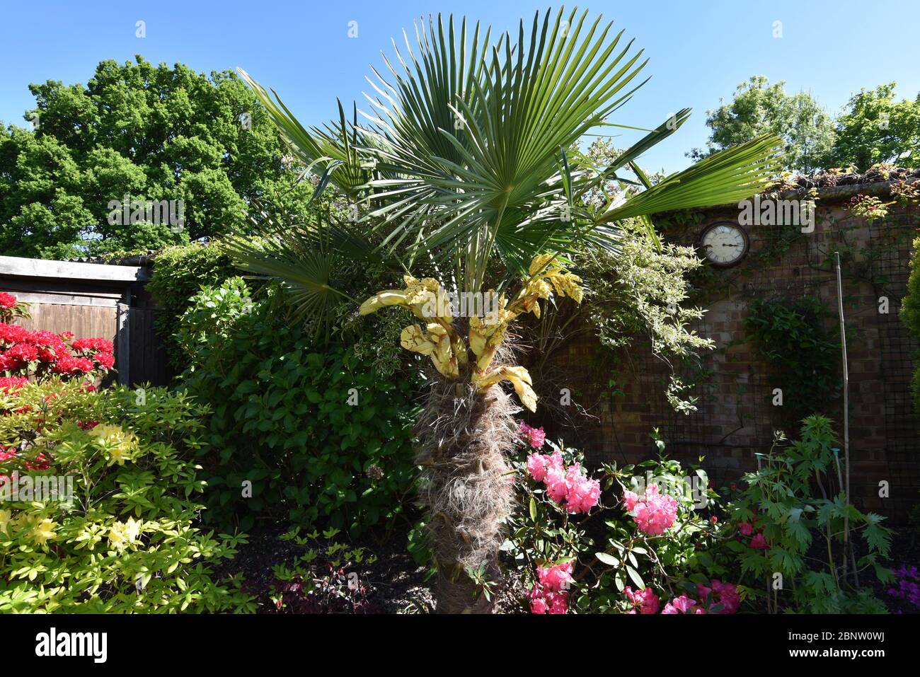 Flower panicles on a hardy fan palm : Trachycarpus Fortunei - Chusan ...