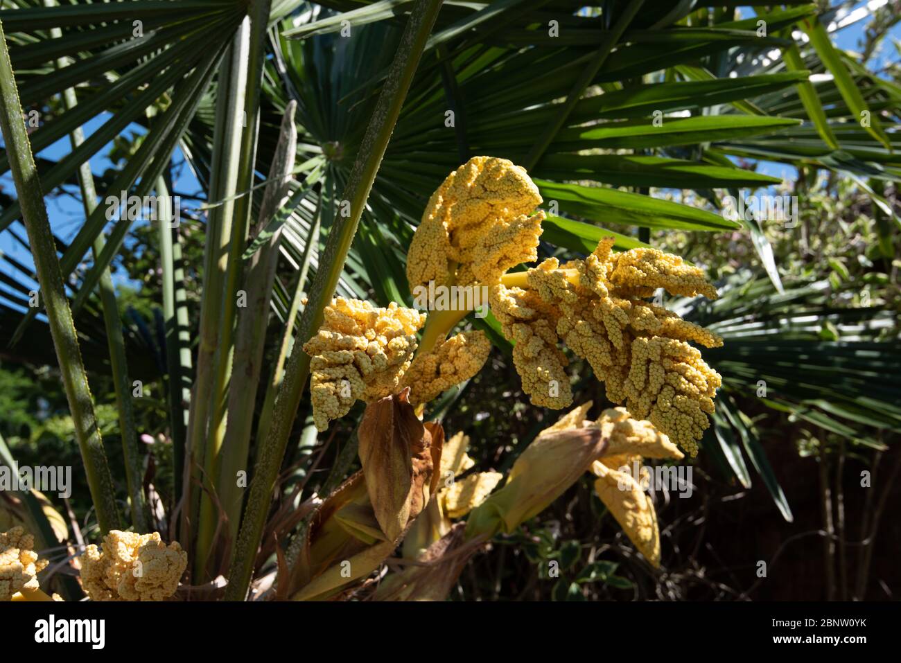 Flower panicles on a hardy fan palm : Trachycarpus Fortunei - Chusan ...