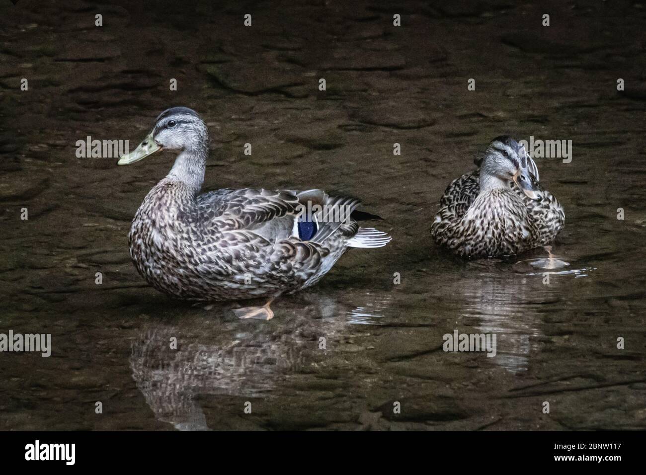 Adolescent duck hi-res stock photography and images - Alamy