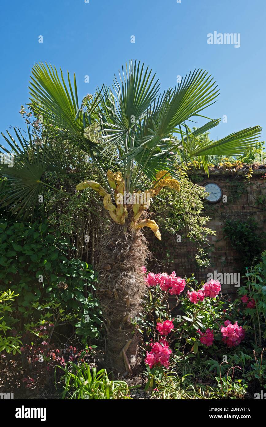 Flower panicles on a hardy fan palm : Trachycarpus Fortunei - Chusan ...