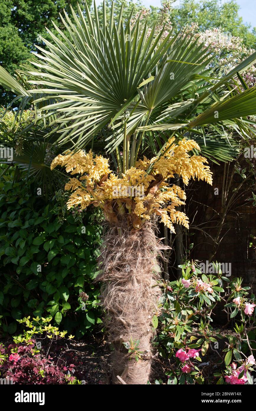 Flower panicles on a hardy fan palm : Trachycarpus Fortunei - Chusan ...