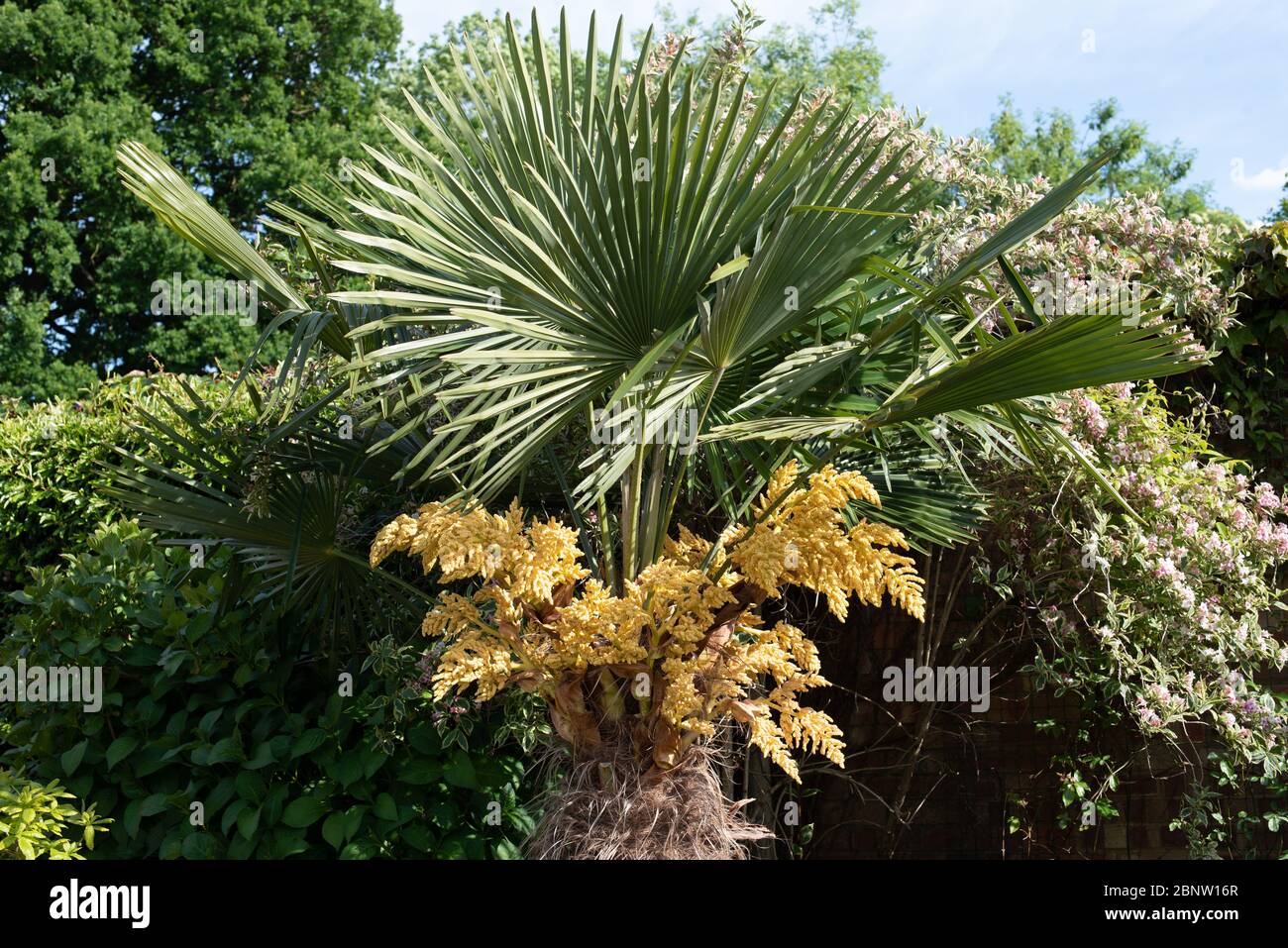 Flower panicles on a hardy fan palm : Trachycarpus Fortunei - Chusan ...