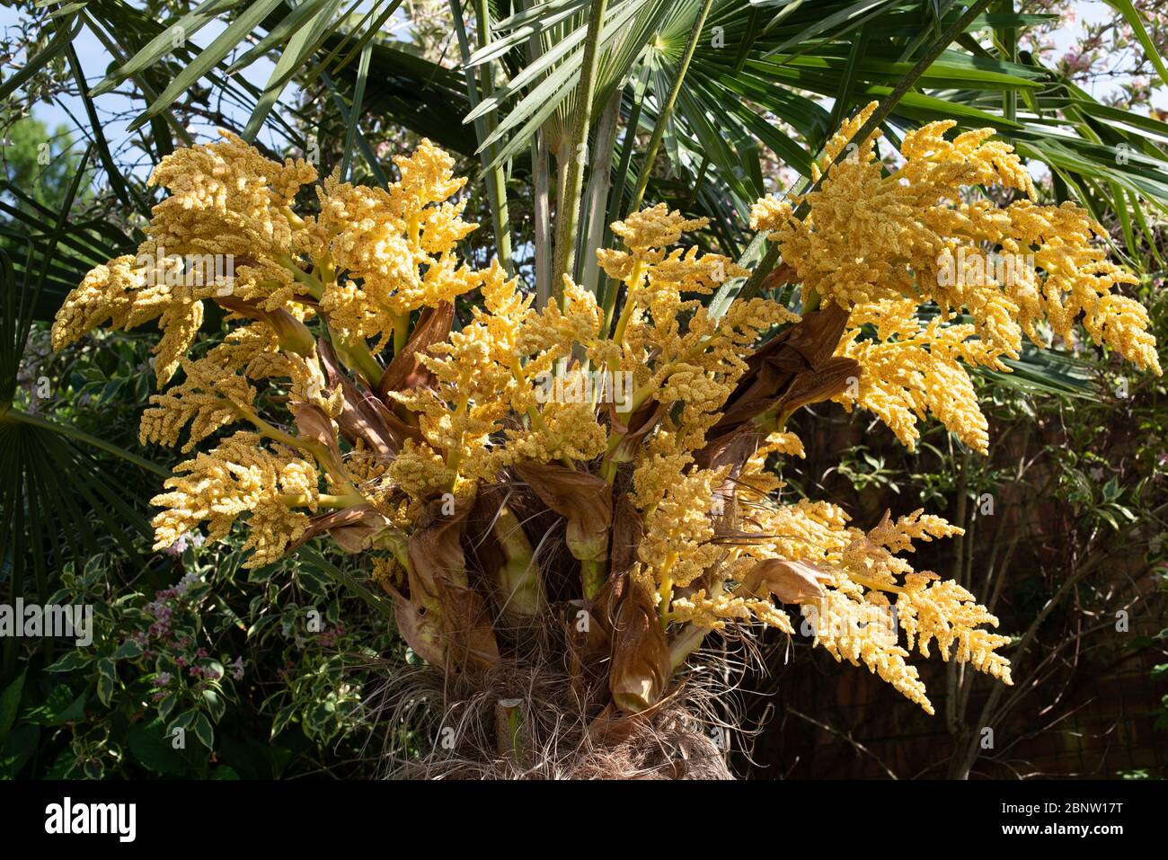 Flower panicles on a hardy fan palm : Trachycarpus Fortunei - Chusan ...