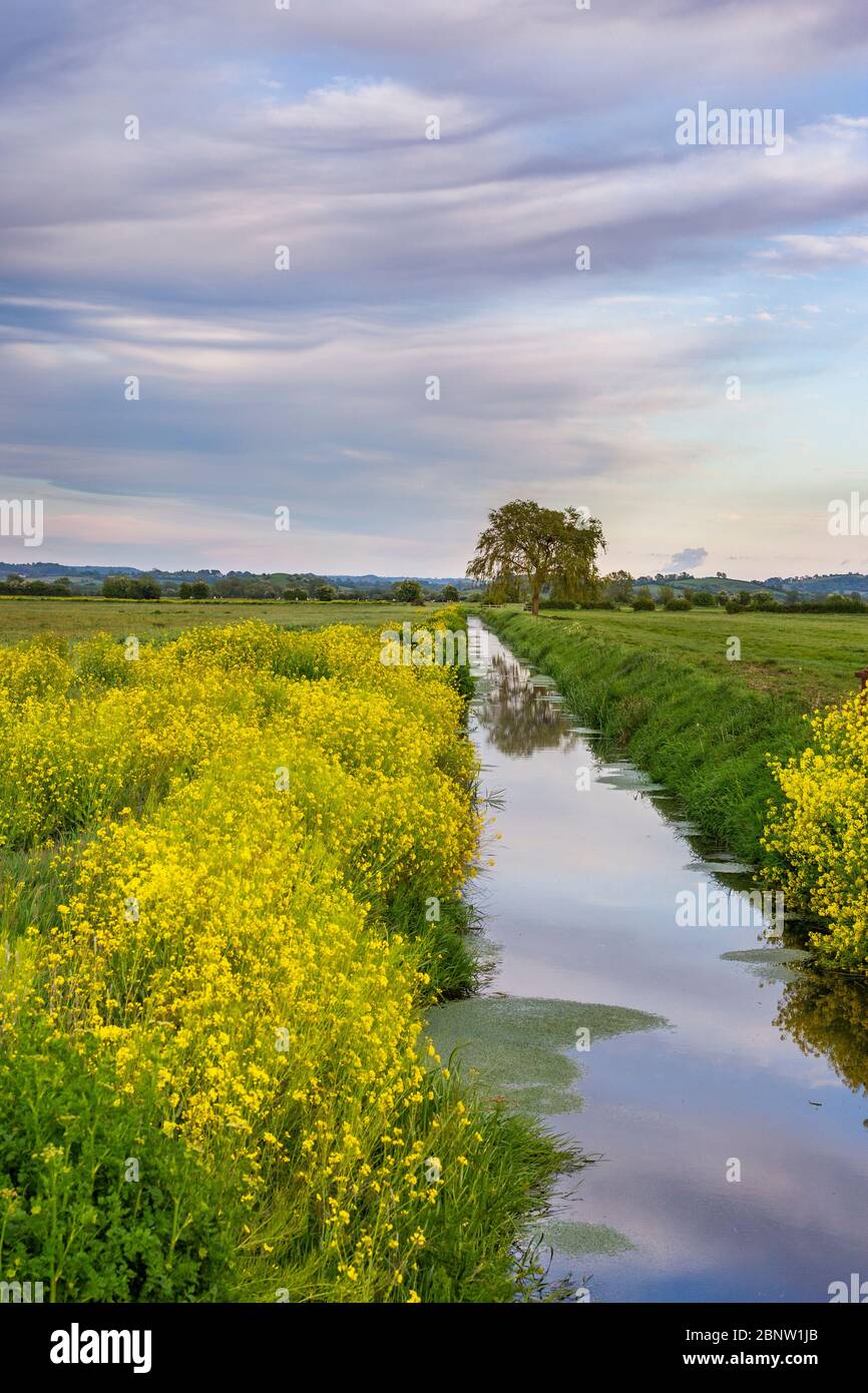 A typical drainage reen on the Somerset levels with dramatic sky's ...