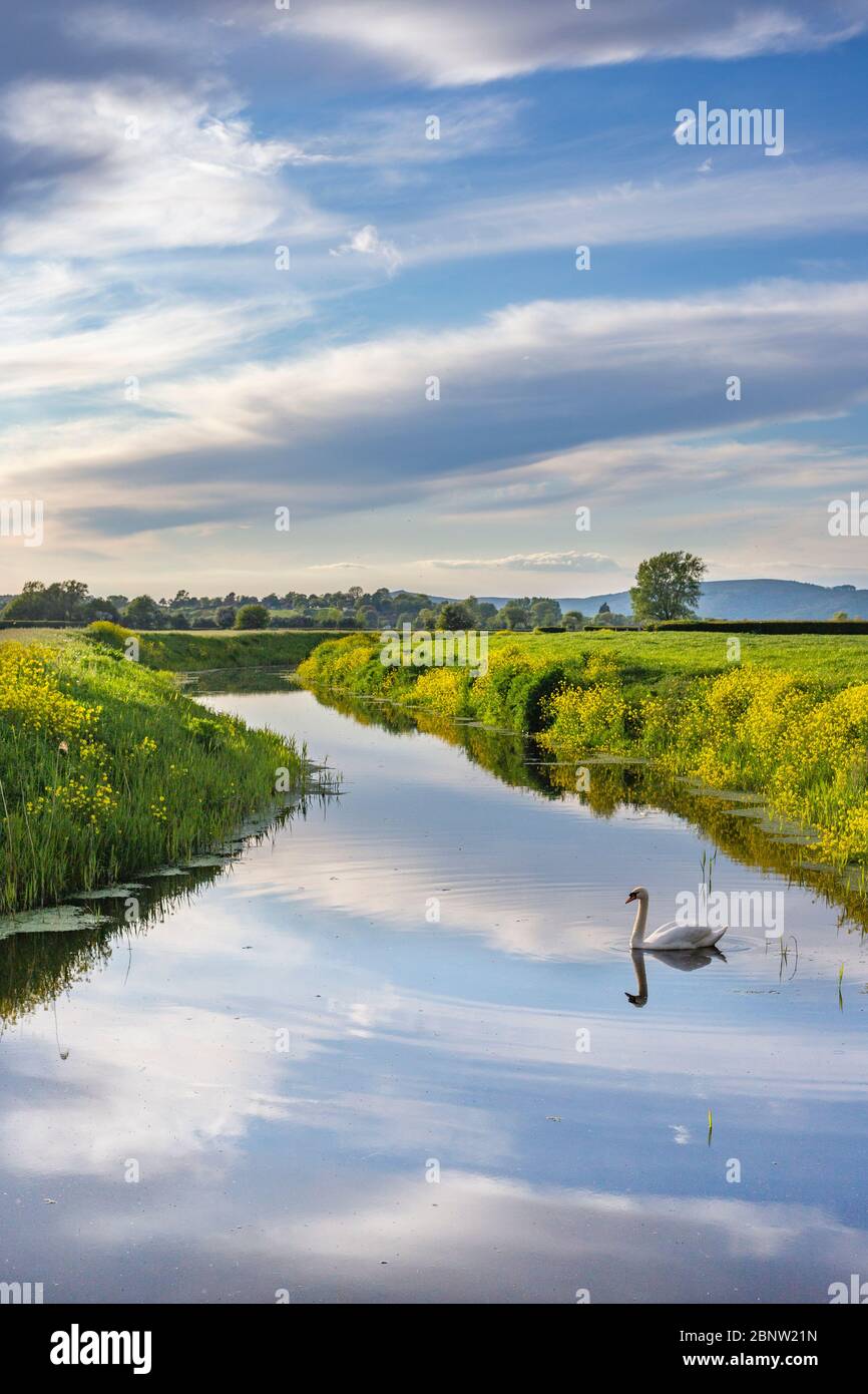 A typical drainage reen on the Somerset levels with dramatic sky's ...