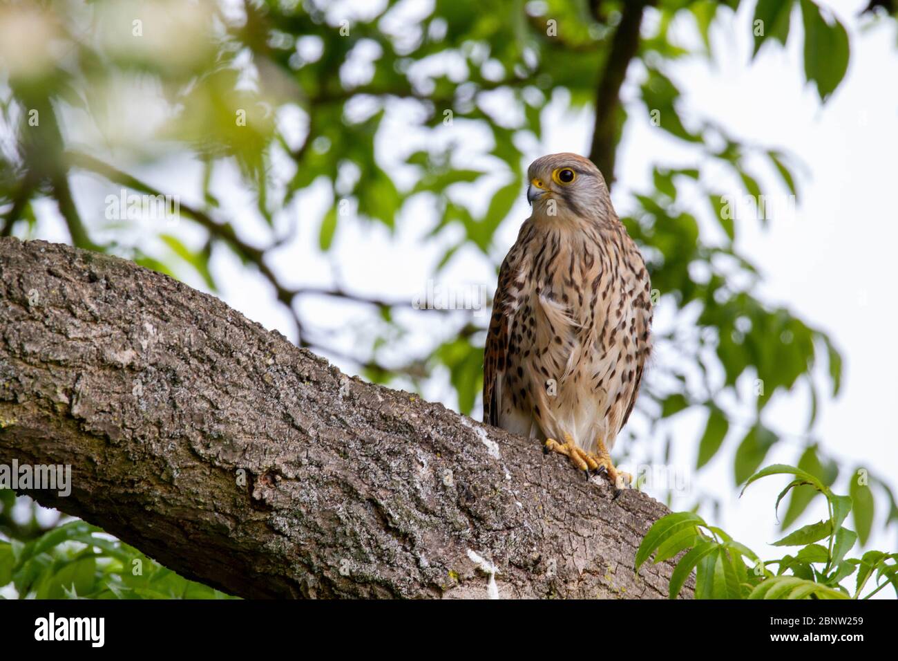 Linford lakes nature reserve hi-res stock photography and images - Alamy