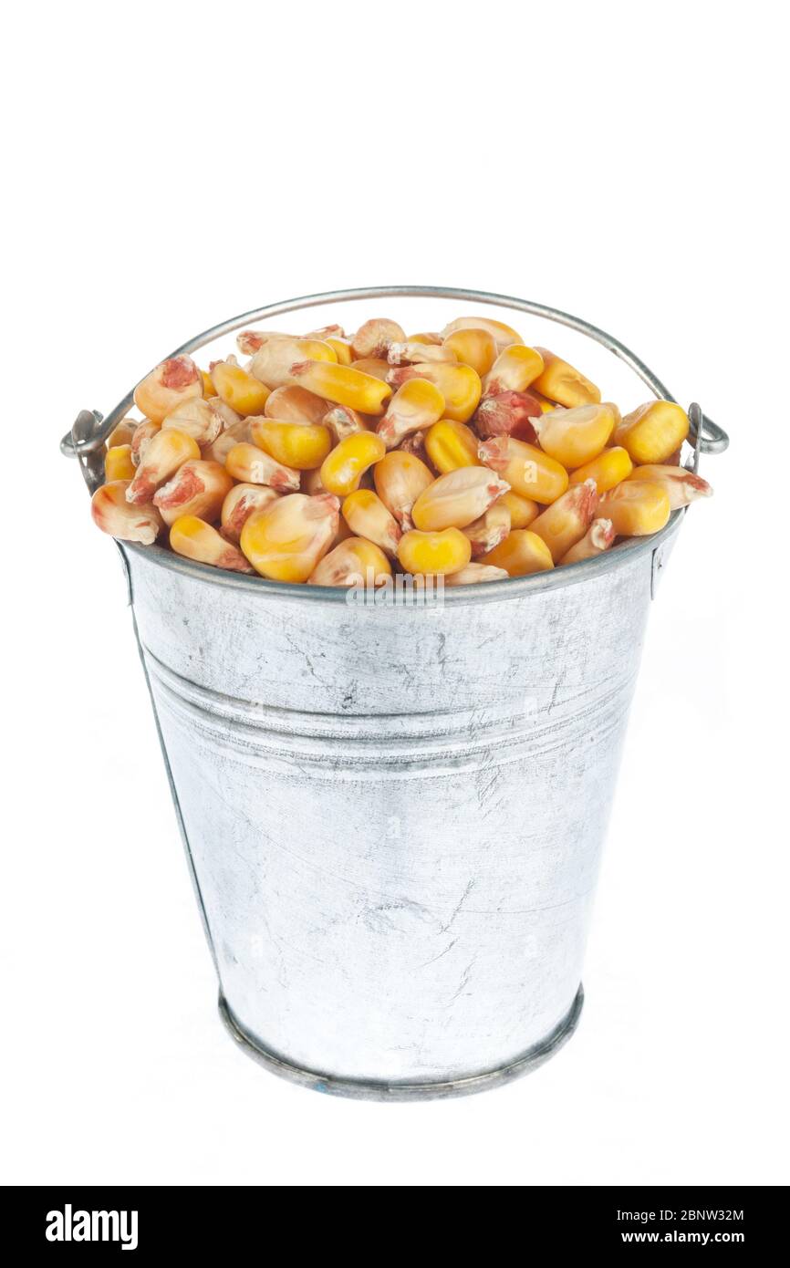 Full bucket of corn grains on a white background. With place for text ...
