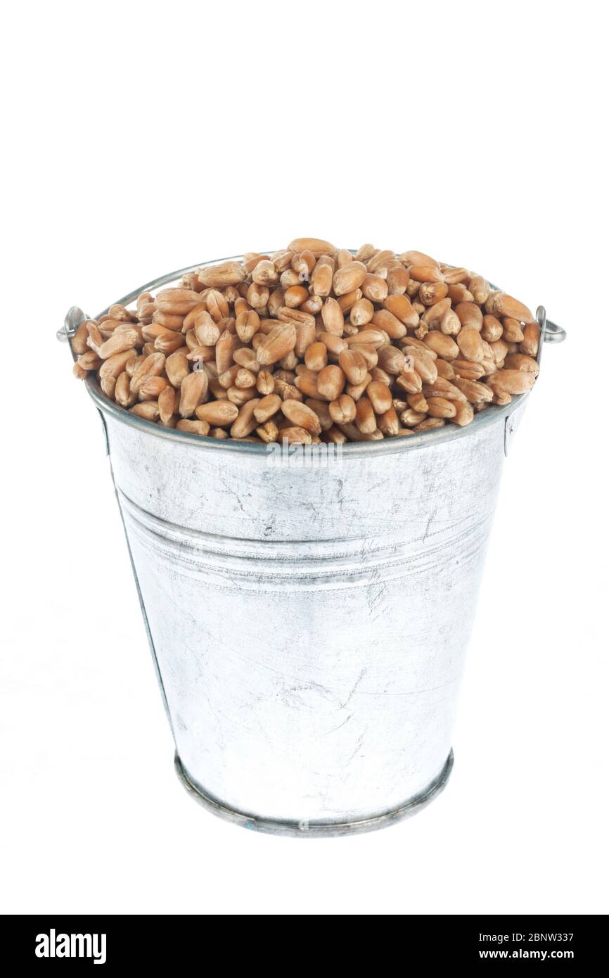Full bucket of wheat grains on a white background. With place for text ...