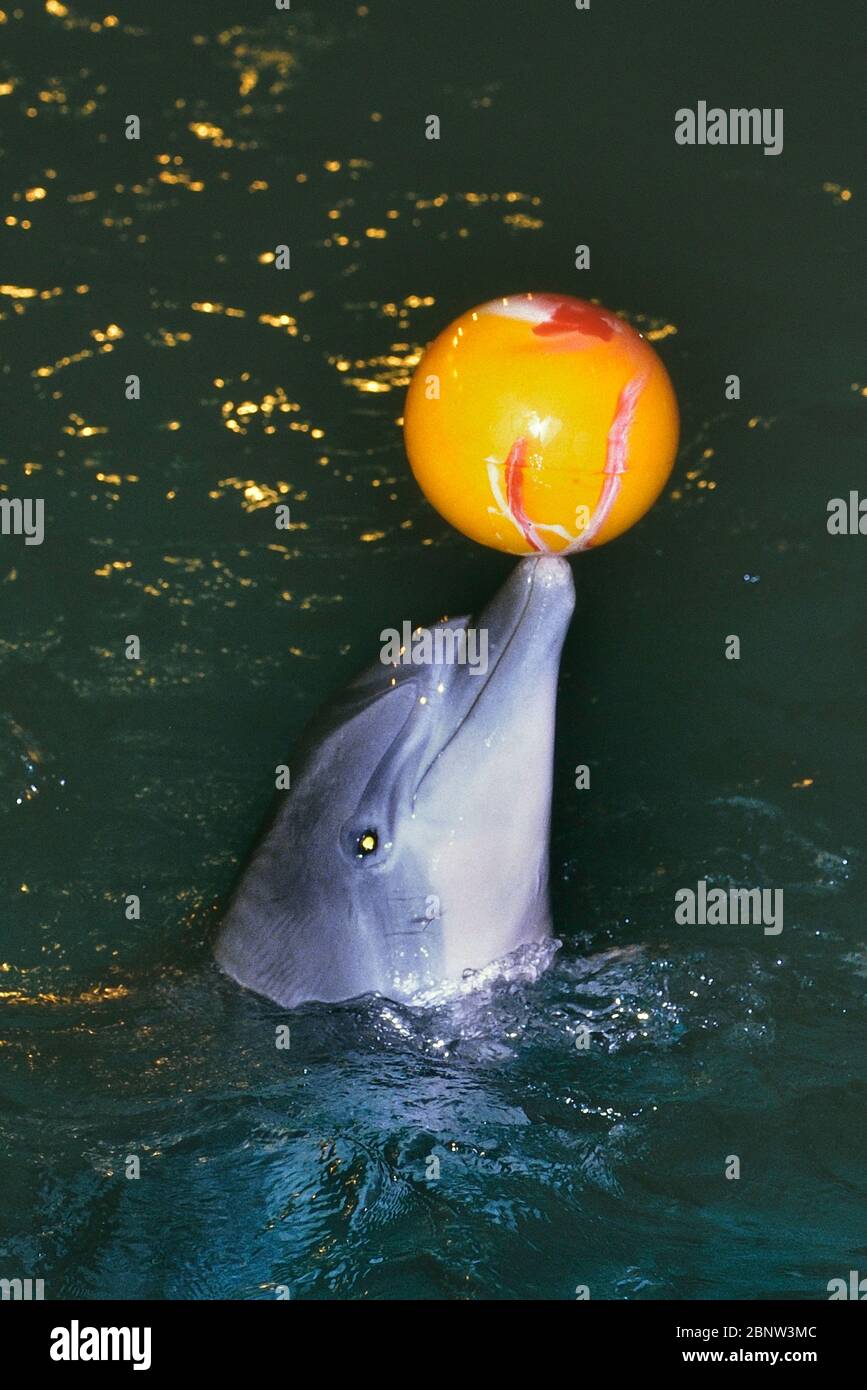 Dolphins aquarium vertical hi-res stock photography and images - Alamy